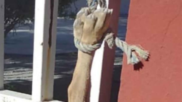 Veterinario de Nuevo León condena cruel muerte de un perro colgado de ...