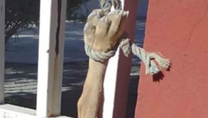 Veterinario de Nuevo León condena cruel muerte de un perro colgado de ...
