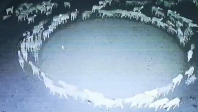 China: Ovejas caminan en círculo durante más de 10 días