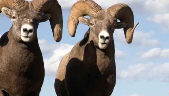 Capturan cazador que presumió cazar a un borrego cimarrón