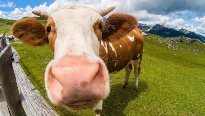 Investigadores desarrollan gel con mocos de vacas para curar huesos