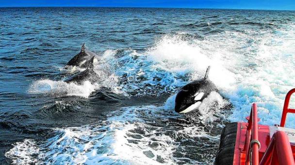 Orcas están atacando barcos europeos; Ya van 24 ataques en el año