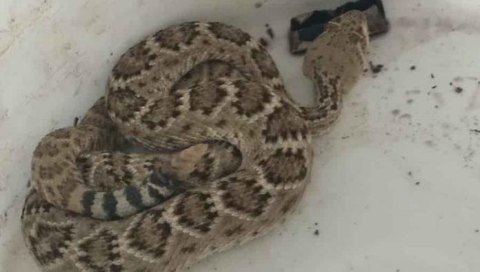 Sorprende vívora de cascabel en Morelos